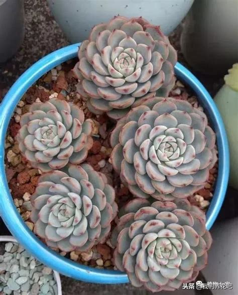 多肉養褪色？給多肉補足「3樣」就行！肉肉還是能美回來的！ 每日頭條