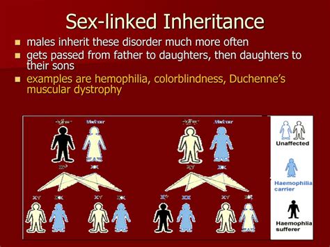 chapter 14 the human genome ppt download