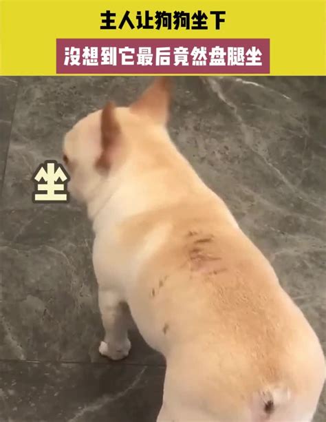 主人让狗狗坐下没想到它最后竟然盘腿坐