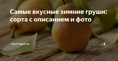 Самые вкусные зимние груши сорта с описанием и фото Чудогрядка рф Дзен