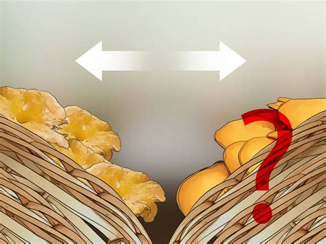 如何辨认有毒野生菌 研究