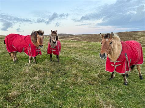 Pissing Down My Shetland