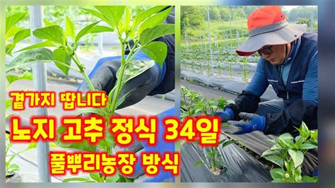 고추 곁가지제거 괴산청결고추 풀뿌리농장 방식 소개 노지 정식 34일 코레곤 세븐스타 고추재배방법 Youtube