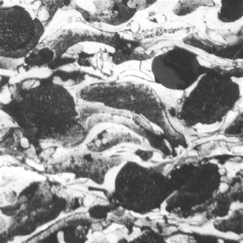 Coating Microstructure Ni C 20 Co X 200 Download Scientific Diagram
