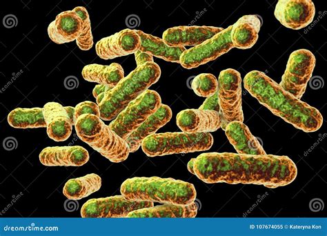 Bartonella Henselae Bacteria The Causative Agent Of Cat Scratch Disease Royalty Free