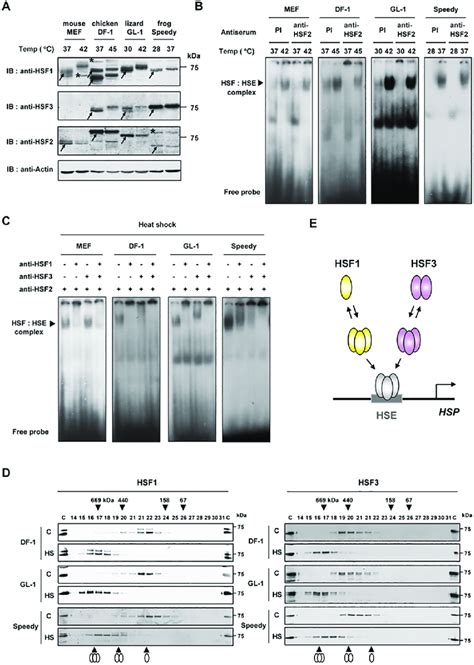 Heat Shock Induces The Hse Binding Activity Of Hsf1 And Hsf3 In Lizard