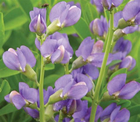 False Blue Indigo Plant