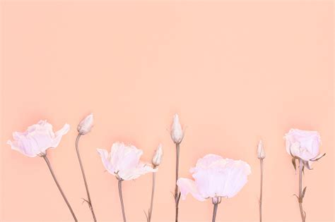 분홍색과 베이지 색 배경에 꽃 텍스트 또는 로고의 빈 공간을 닫습니다 꽃 배경 핑크에 흰색 장미 공중 뷰에 대한 스톡 사진 및 기타 이미지 Istock