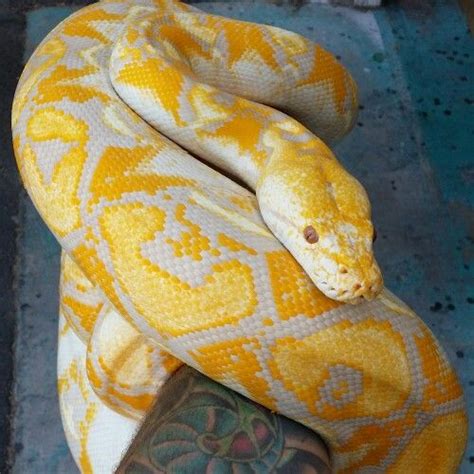 Purple Reticulated Python Morphs