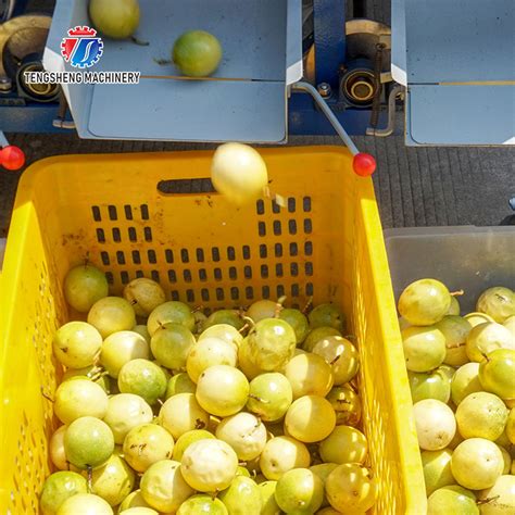 150kg 380v Lemon Screening And Grading Machine Stainless Steel Fruit Sorting Machine Citrus