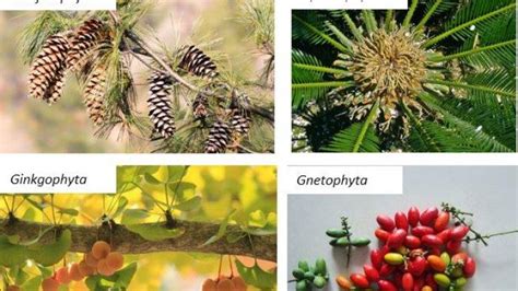 Materi Belajar Biologi Macam Macam Tumbuhan Berbiji Tribun