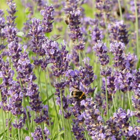 Levendula Lavandula Angustifolia Vetőmag Mediterranfarm