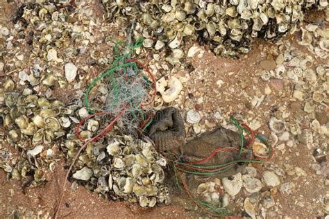 Barnacles Marinas Y Conchas Incrustadas En La Roca Imagen De Archivo