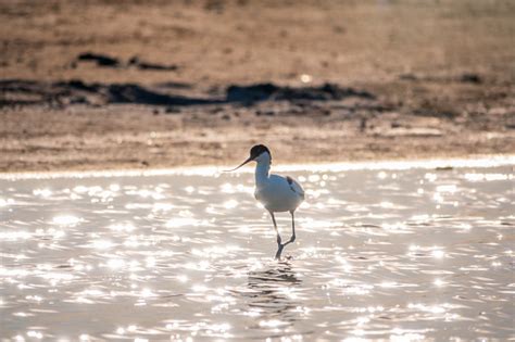 피에드 아보셋 Recurvirostra 아보세타 긴 뒤집힌 부리가 있는 큰 흑백 Wader 0명에 대한 스톡 사진 및 기타