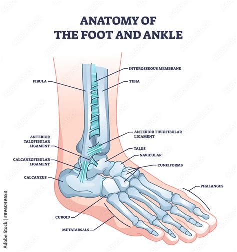 Anatomy Of Foot And Ankle With Skeletal Bone Structure Outline Diagram Transparent Background