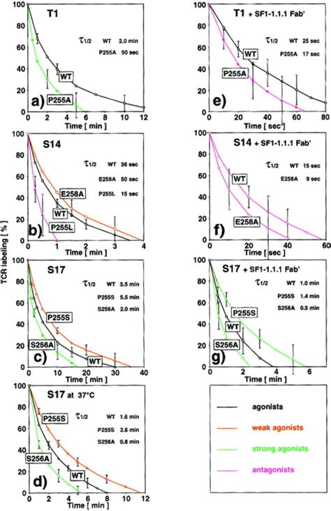 Tcr Ligand Complex Dissociation Kinetics On Cloned T1 S17 And S14 Ctl