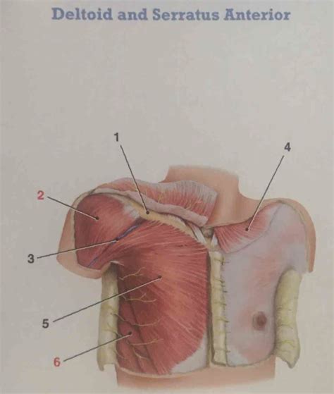 Deltoid And Serratus Anterior Labeling Diagram Quizlet