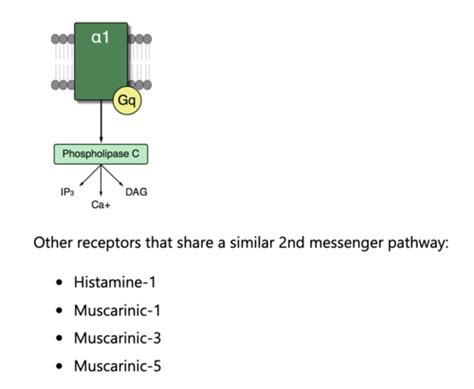 Apex ANS Flashcards Quizlet