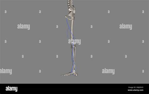 Great Saphenous Vein And Small Saphenous Vein Are Superficial Veins In