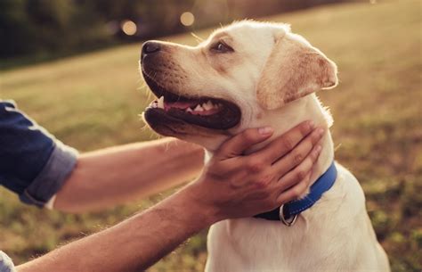 狂犬病ワクチンを愛犬に。正しく理解と予防を【獣医師監修】 犬との暮らし大百科