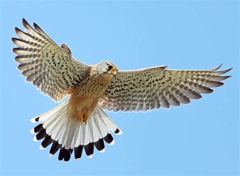 Advanced Computing Annual Report Fiscal Year 2021 Computational Science Nrel