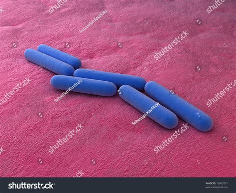 바실러스 서브틸리스 스톡 일러스트 13863721 Shutterstock