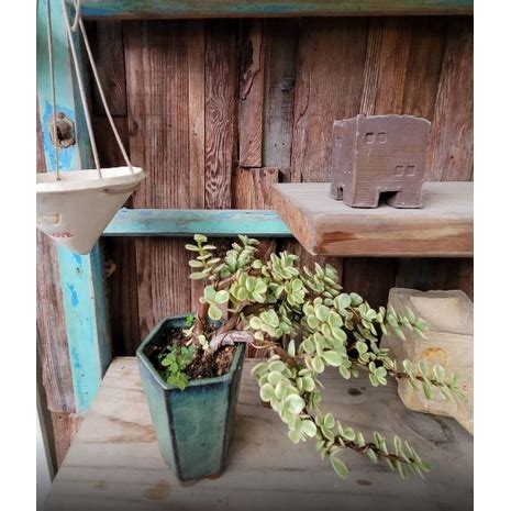 花囍園 小品盆栽造型雅樂之舞 斑葉銀杏木 瓦盆 多肉植物 綠化植物觀賞 3 4吋 蝦皮購物