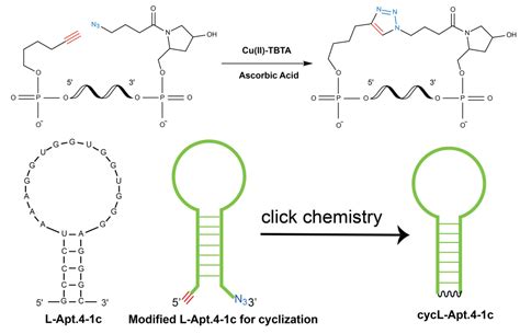 Development Of Cyclized L Rna Aptamer And Application Thereof