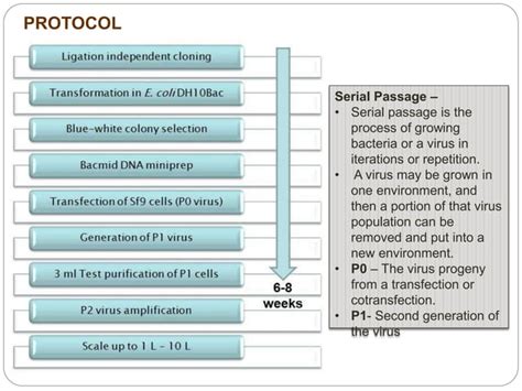 Baculovirus Expression Vector System Ppt