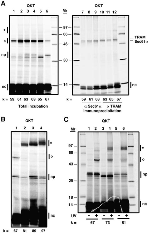 Photocross Linking Of Nascent Chains Containing A Cryptic Glycosylation