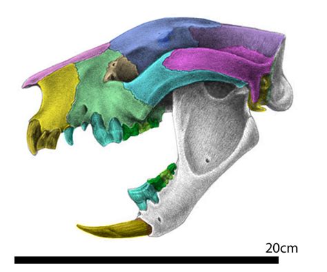 Marsupial Lion Skull