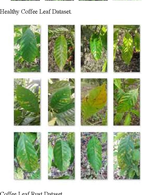 Figure 1 From A Comparative Analysis Of Convolutional Neural Network Architectures For Coffee