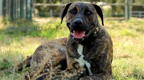Cane Corso Pitbull Mix Interesting Fact You Need To Know 2024
