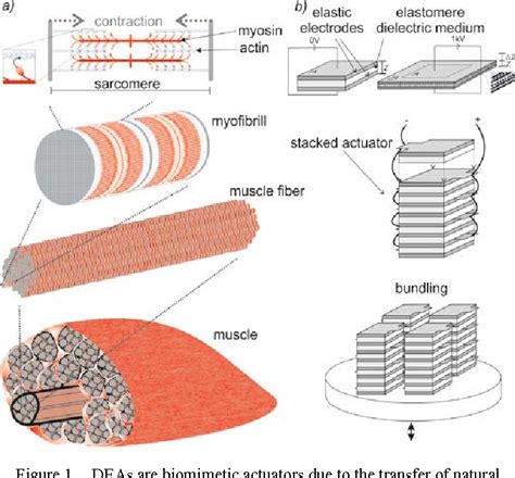 Figure 1 From Dielectric Elastomer Actuators — On The Way To New Actuation Systems Driving
