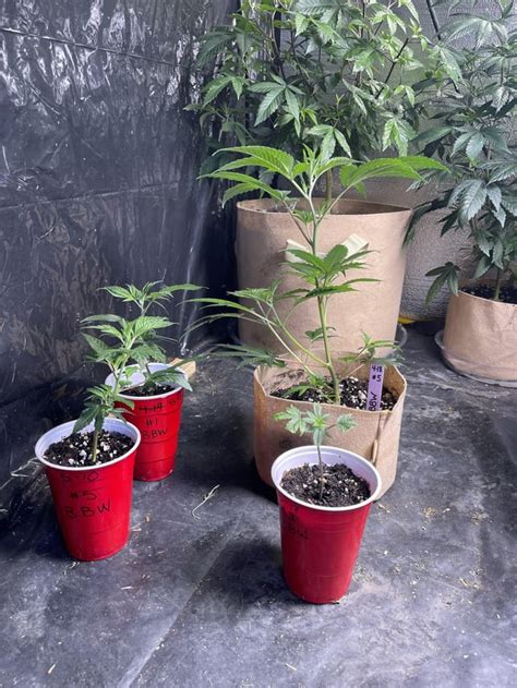 The Many Stages Of Clones Big Bad Wolf Rweedgrower