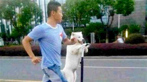 El Perro Genio Que Saca A Pasear A Su Dueño En China Infobae