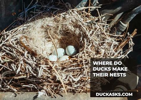 What Does A Duck Nest Look Like Duck Asks