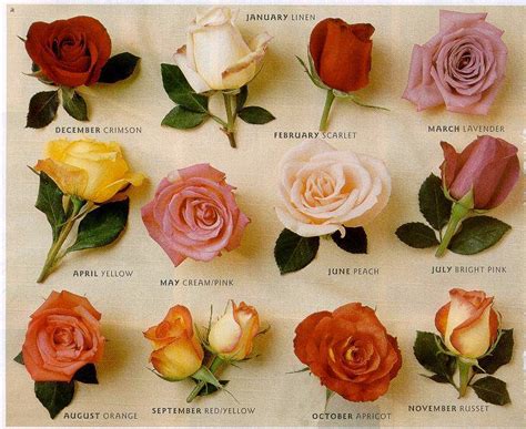﻿january Linen March Lavender December Crimson Februaryscarlet July