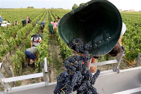 Crise Du Vin De Bordeaux Quelles Sont Les Pistes à Suivre