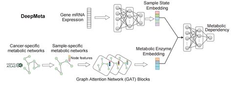 Github Xsliulabdeepmeta Precise Metabolic Dependencies Of Cancer Through Deep Learning