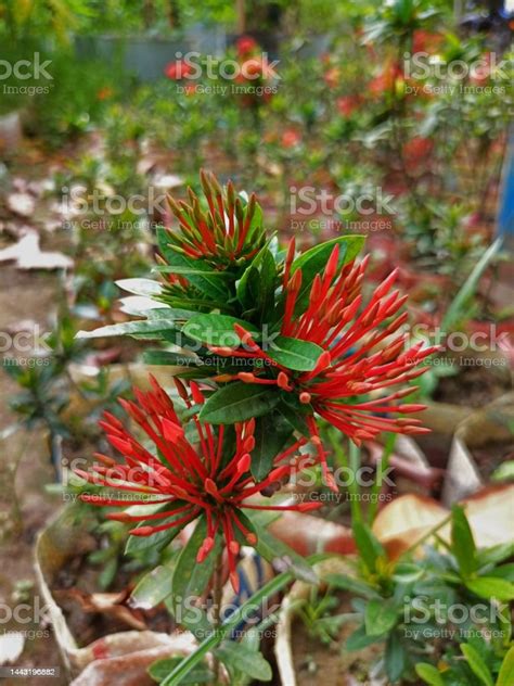 정원의 흐릿한 배경을 가진 중국 Ixora 식물의 수직 샷 0명에 대한 스톡 사진 및 기타 이미지 0명 계절 꽃 나무