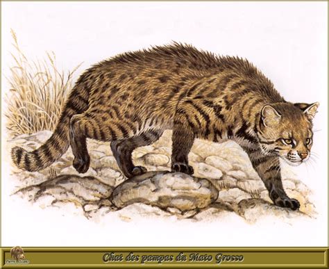 Роберт Даллет Семейство Кошачьи Painted Felines by Robert Dallet