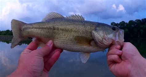 Realistic Bass Fishing With Topwater Lures Best Time To Catch Bass