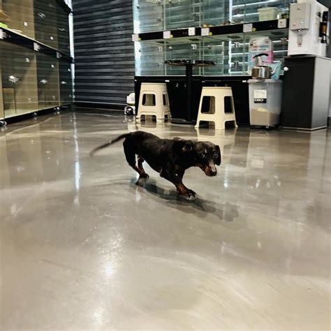 닥스훈트마로 강아지책임분양 컴투펫케어센터