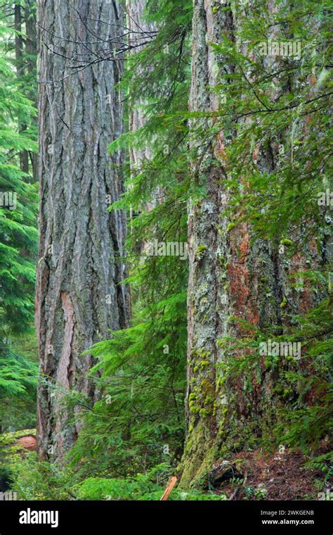 Douglas Fir In Ancient Forest Along Mckenzie River National Recreation