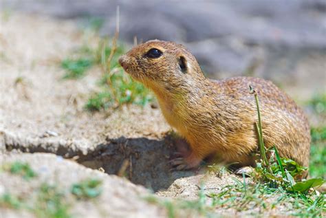 Download Alert Gopher Emerging From Burrow Wallpaper