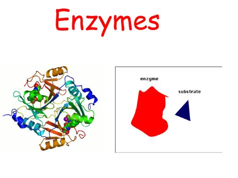 Enzymes Structure