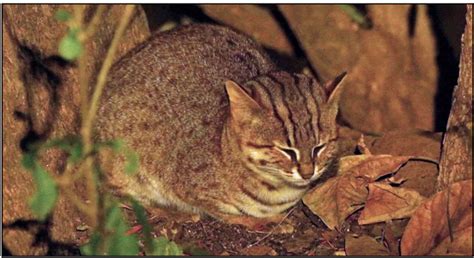 Rusty Spotted Cat