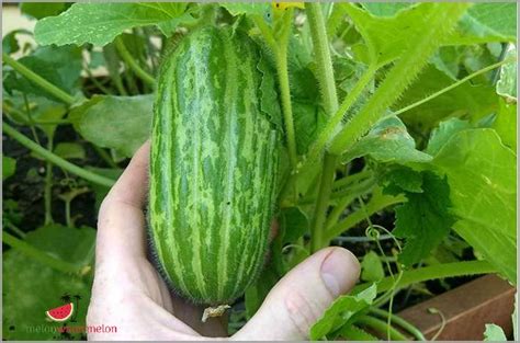 Shocking Revelation Cucumber Or Melon Find Out The Surprising Truth [updated September 2025 ]