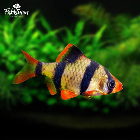 Jual Sumateratigerbarb Shopee Indonesia